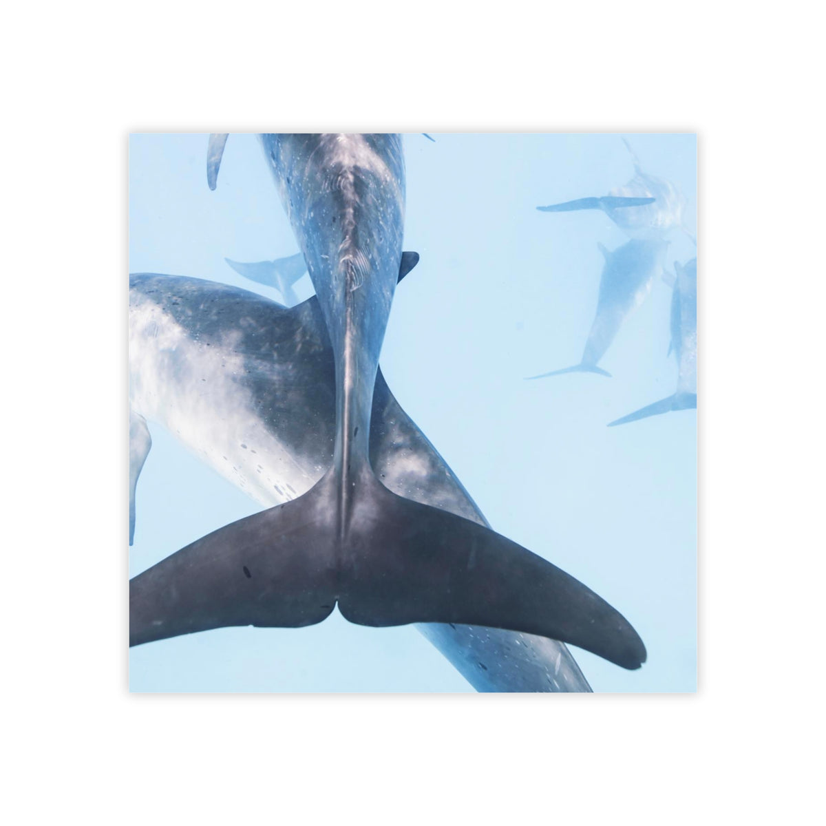 Post-it® Dolphin Tales Note Pads – Mermaids For Change